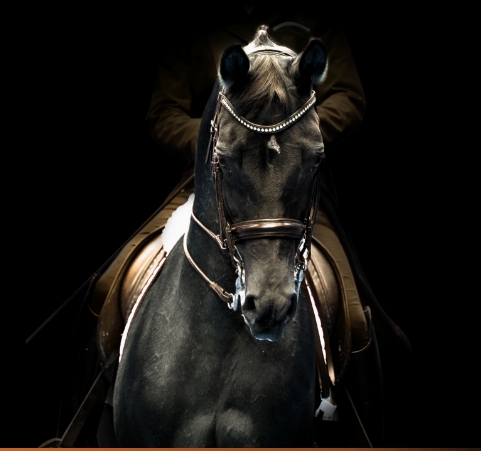 Elite | Competition feed for horses Equusline