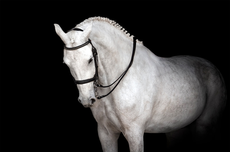 Equusline | Premium horse feed